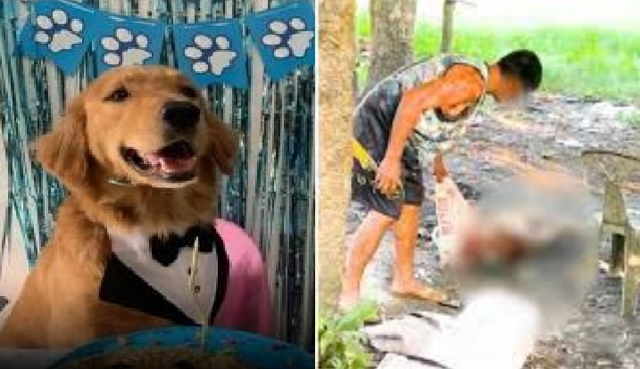 Tragic Fate of Rabies-Positive Dog "Killua" Sparks Legal Action